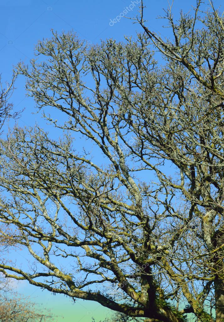 Árbol ramificado desnudo en invierno. 2024 Árbol ramificado desnudo en invierno. 2024