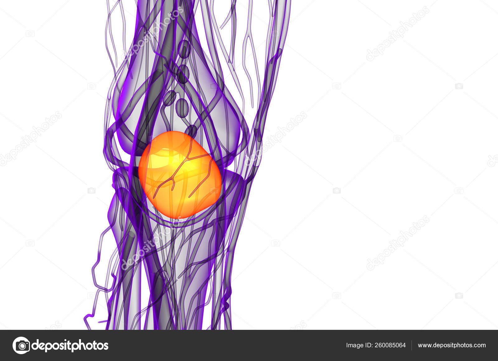 Render Medical Illustration Patella Bone Front View Stock Photo by ...