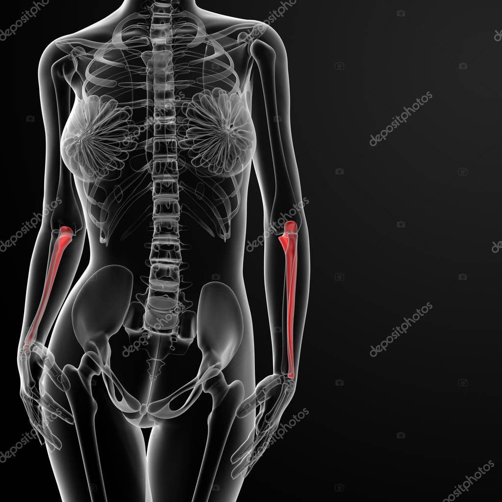 3d ilustración renderizada del hueso del cúbito femenino - vista frontal 2023