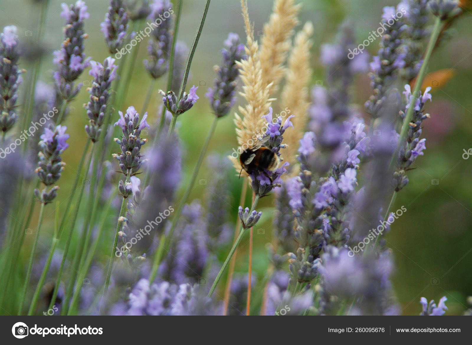 Single Honey Bee Amongst Lavender Wild Field Stock Photo by ©YAYImages ...