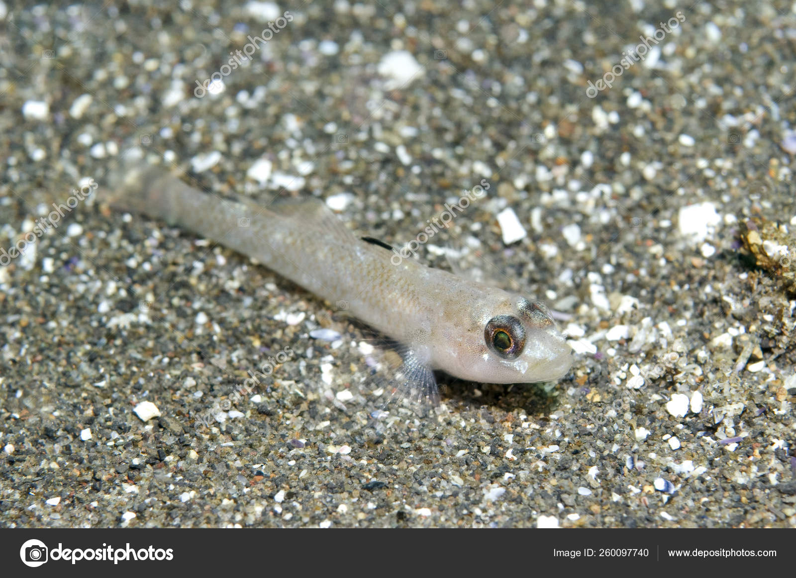 Blackeye Goby Coryphopterus Nicolsi Stock Photo by ©YAYImages 260097740