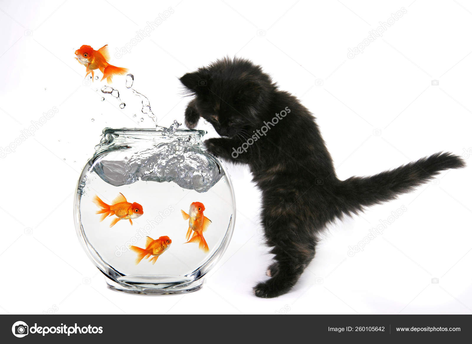 Kitten Catching Goldfish Jumping Out Fish Bowl Stock Photo by ...