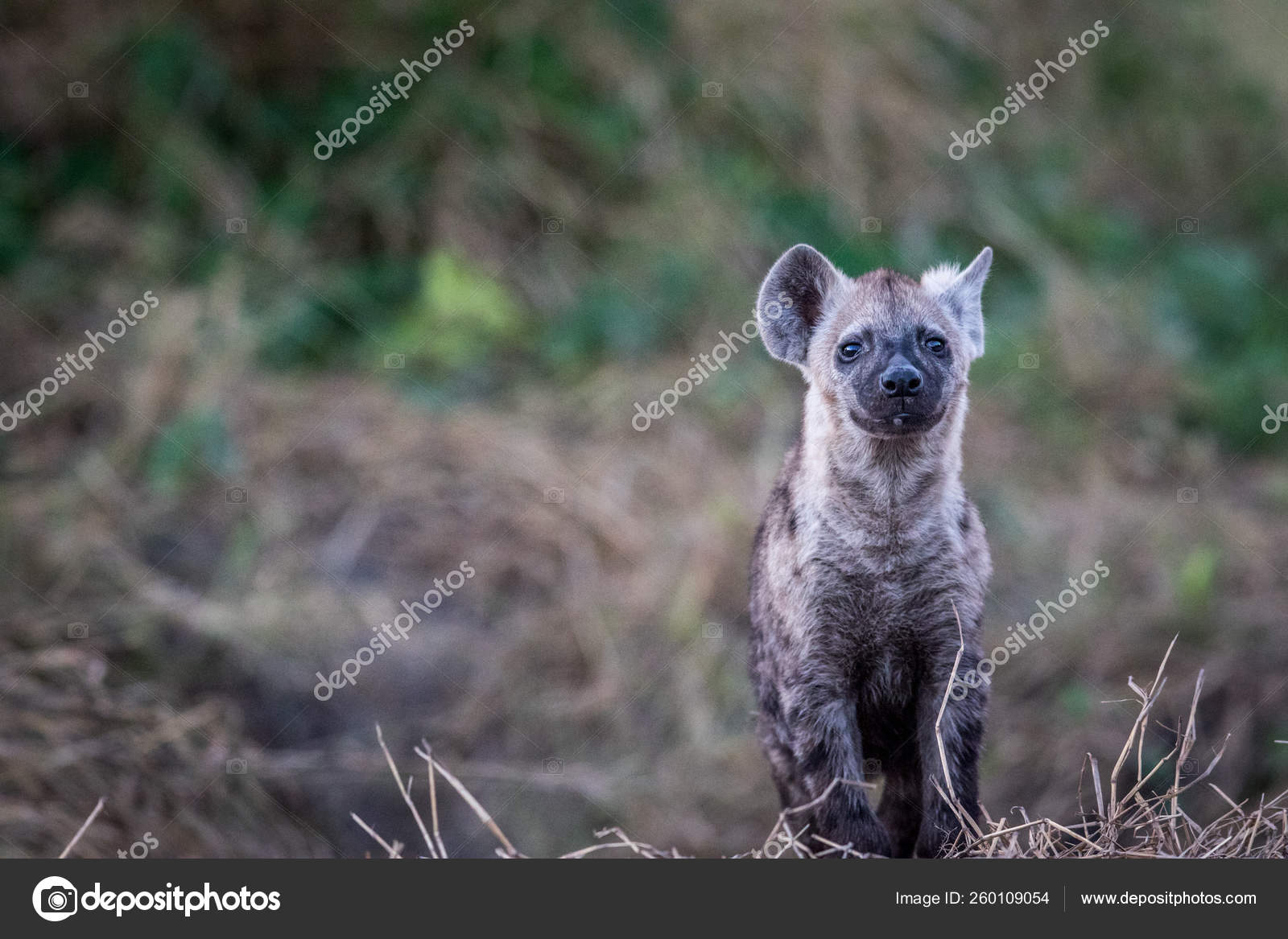 Young Spotted Hyena Starring Camera Chobe National Park Botswana Stock ...