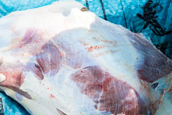 Necropsy Cow Disease Diagnosis Stock Photo by ©YAYImages 262343746