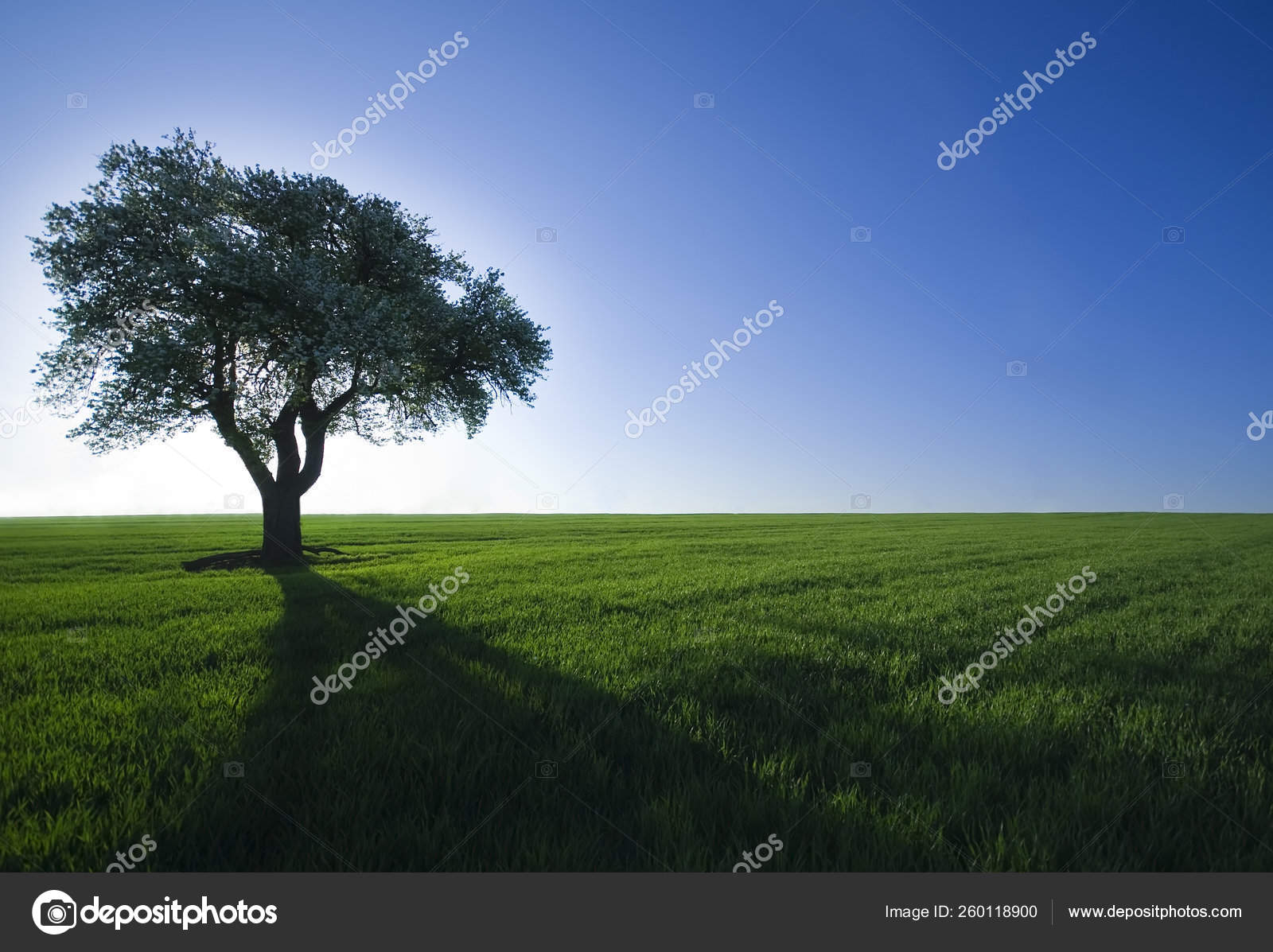 Isolated Tree Field Stock Photo by ©YAYImages 260118900
