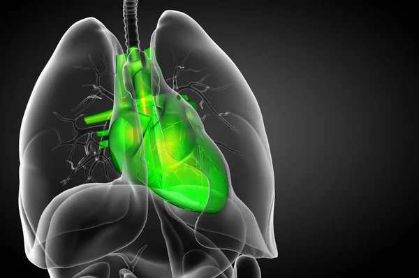 Rendered Medical Illustration Human Heart Back View Stock Photo by ...