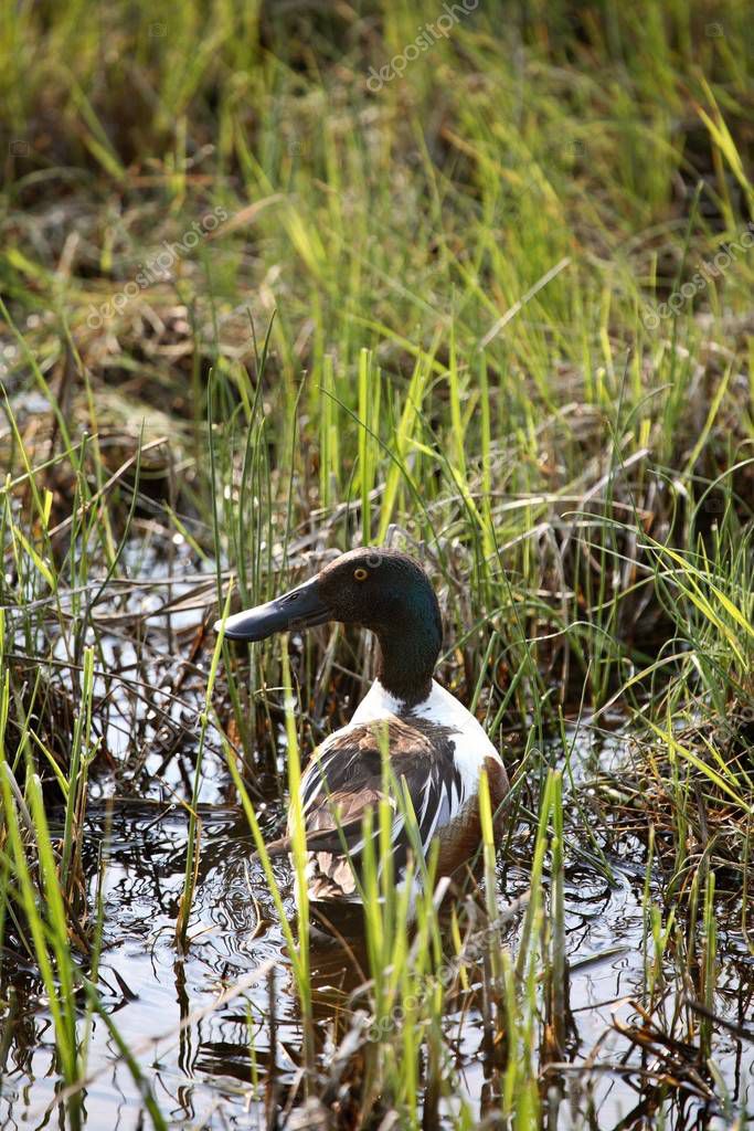 La Pala del Norte (Anas clypeata) es un pato común y extendido. Este ...
