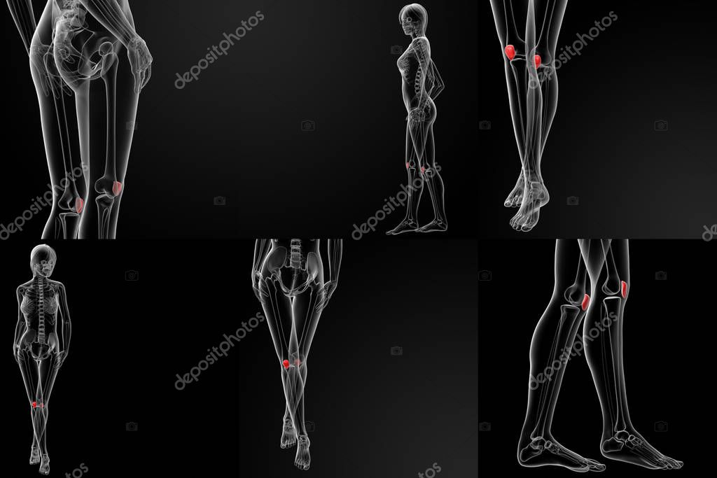 3d representación ilustración del hueso de la rótula 2023