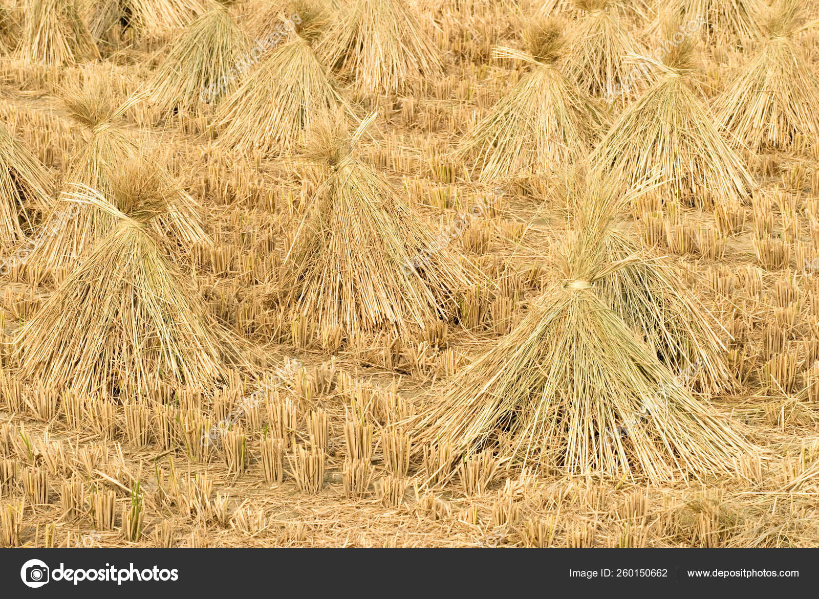Here Rice Harvest Taiwan — Stock Photo © YAYImages #260150662