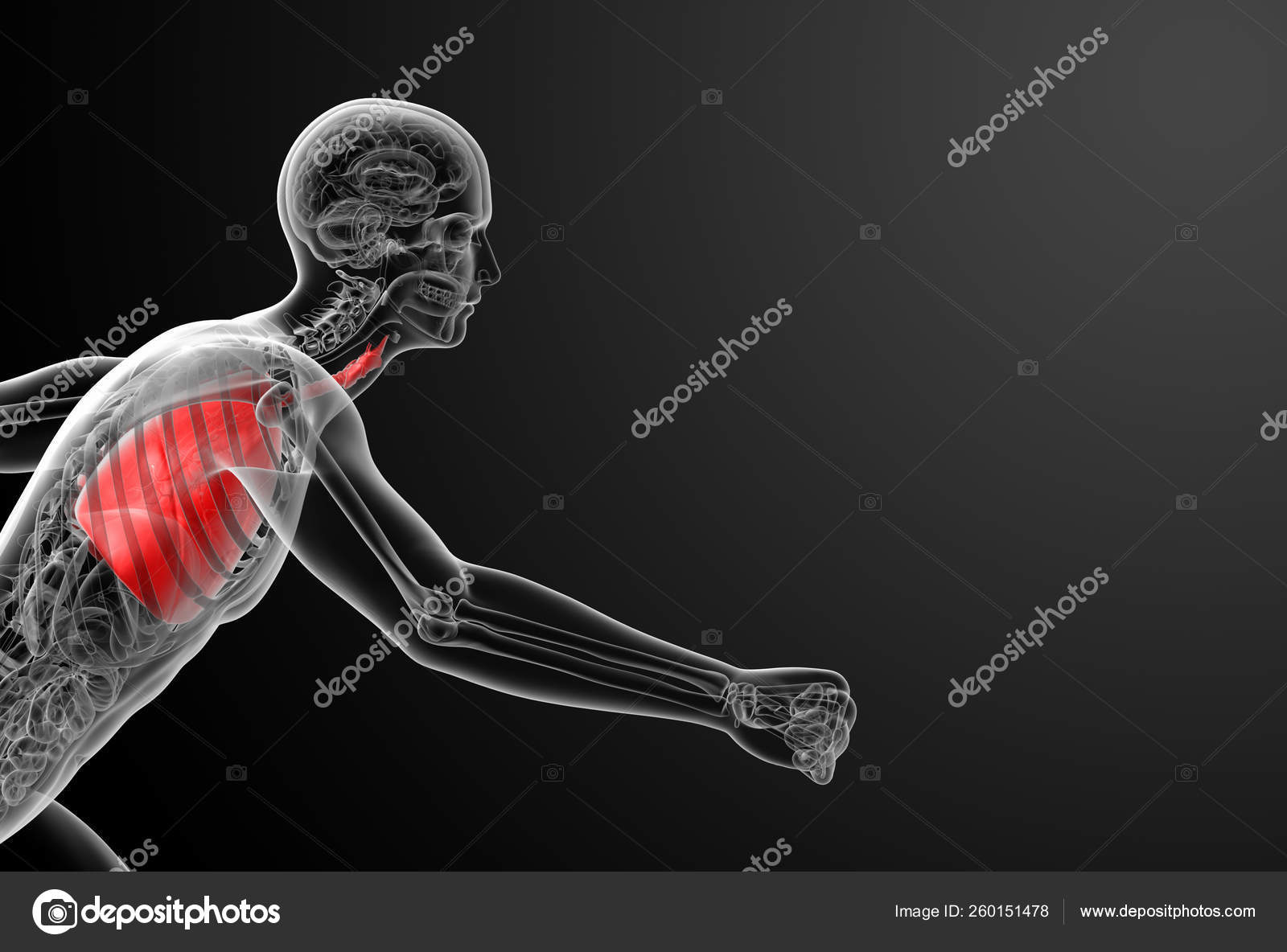 Human Respiratory System Ray Lungs Side View Stock Photo by ©YAYImages ...