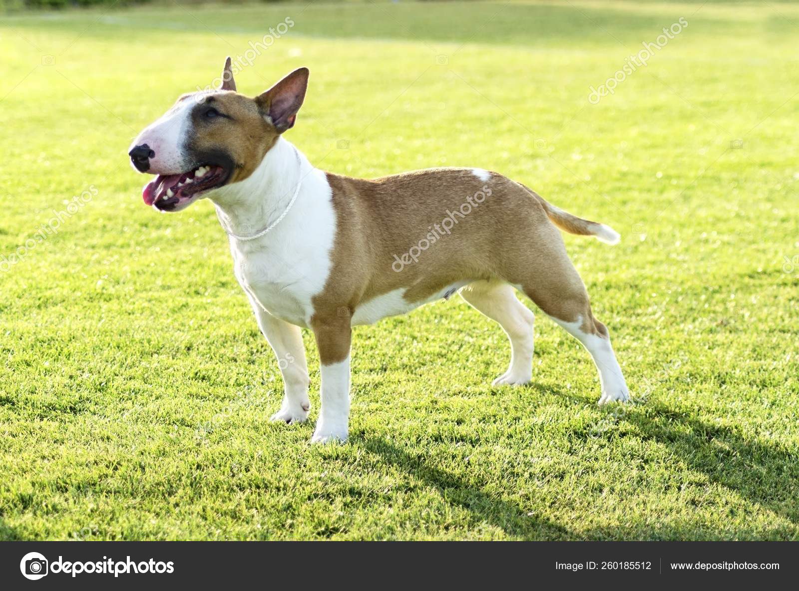 What Are The Different Types Of Bull Terriers