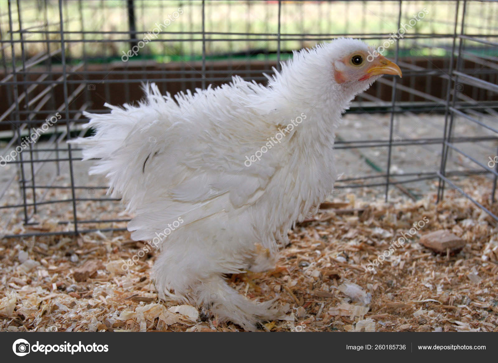 Mutated Chicken