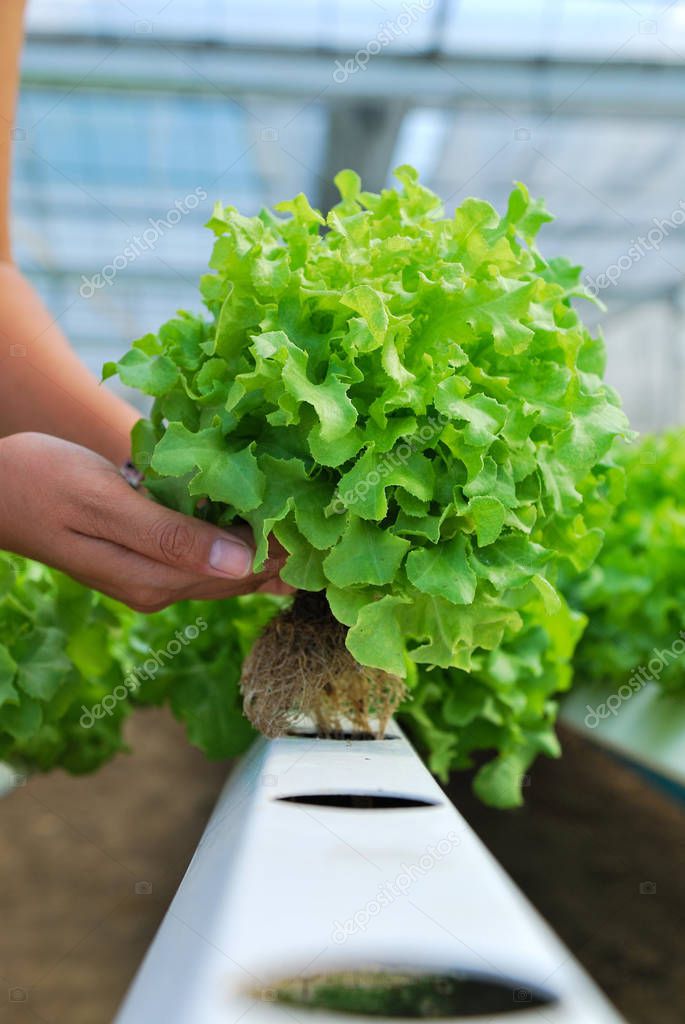 Roble rojo, roble verde, cultivo hidrop nico vegetal verde en la granja 2024