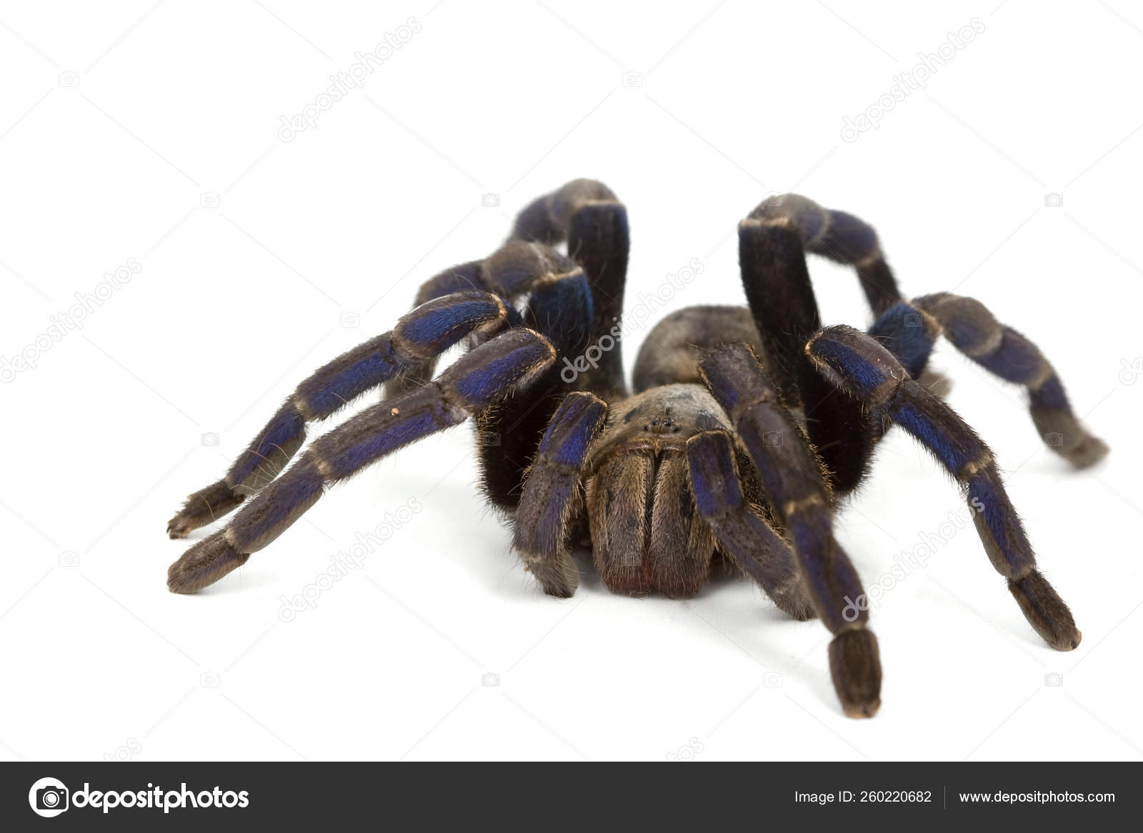 Cobalt Blue Tarantula Fangs