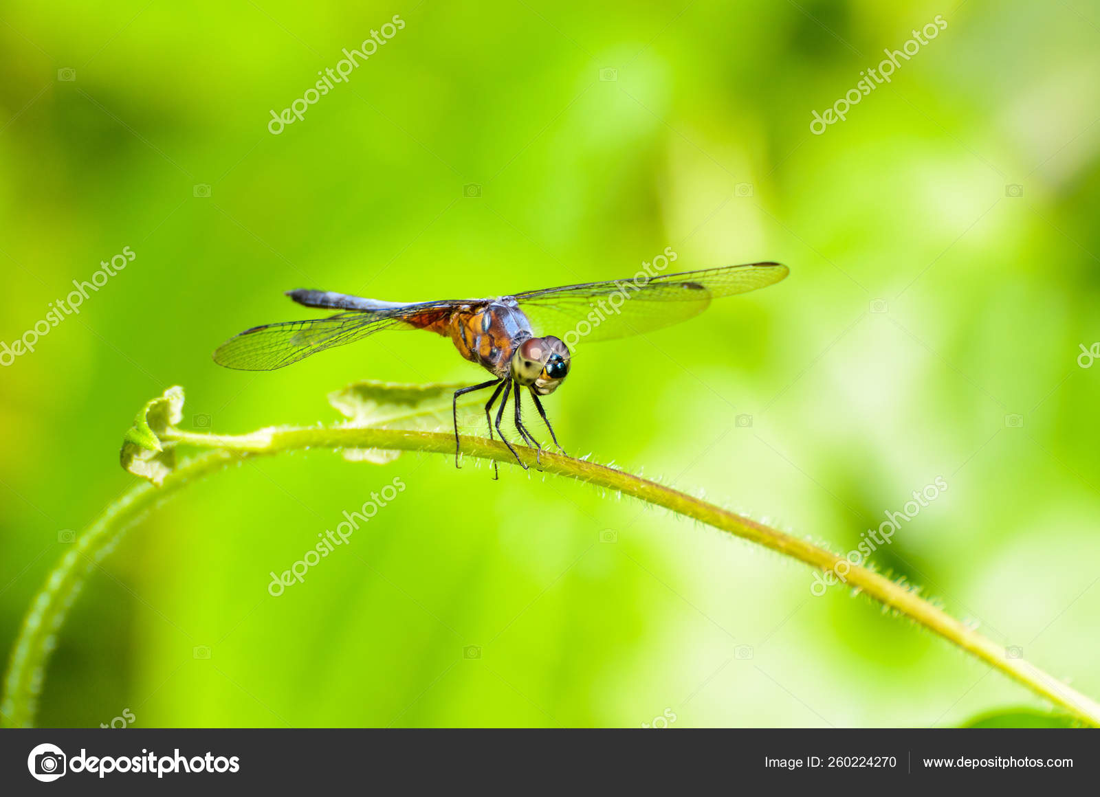 Front View Dragonfly Rest Vine Stock Photo by ©YAYImages 260224270