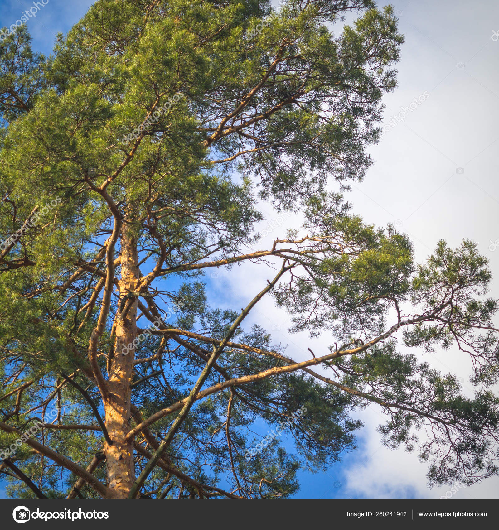 Old Big Tree Color Background Blue Sky Nature Series Stock Photo by ...