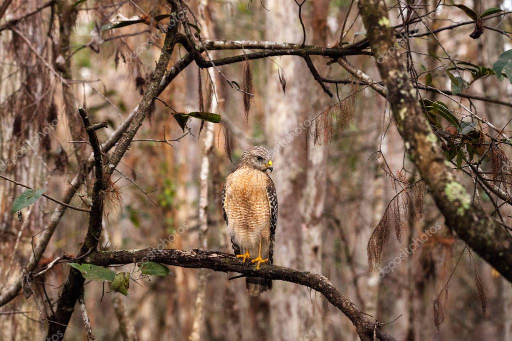 Halcón de hombros rojos Buteo lineatus caza presas en el santuario del ...