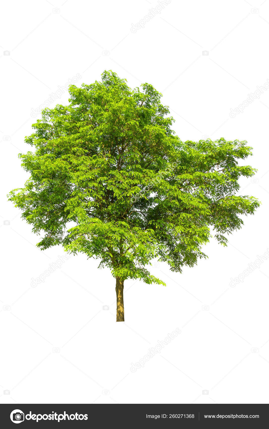 Tree Isolated Tree White Bacground Tree Object — Stock Photo ...
