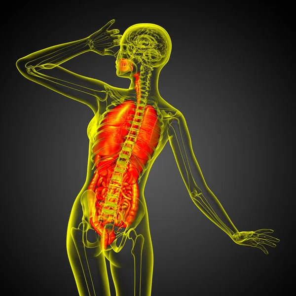 Render Medical Illustration Human Digestive System Respiratory System ... Render Medical Illustration Human Digestive System Respiratory System ...