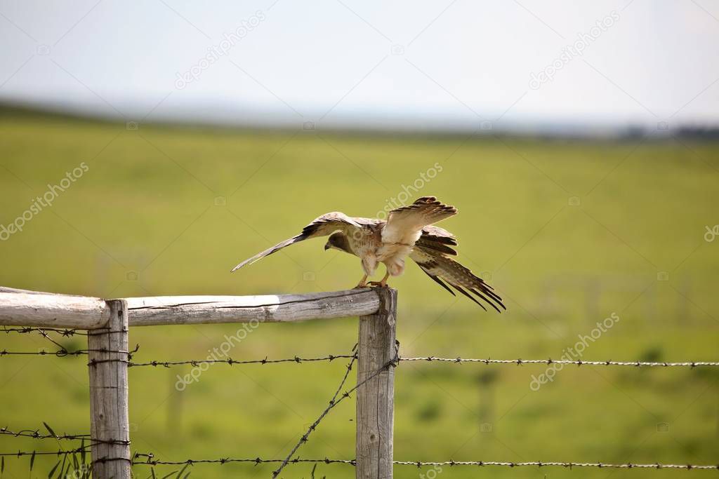 El halcón de Swainson (Buteo swainsoni) es un gran halcón de la familia ...