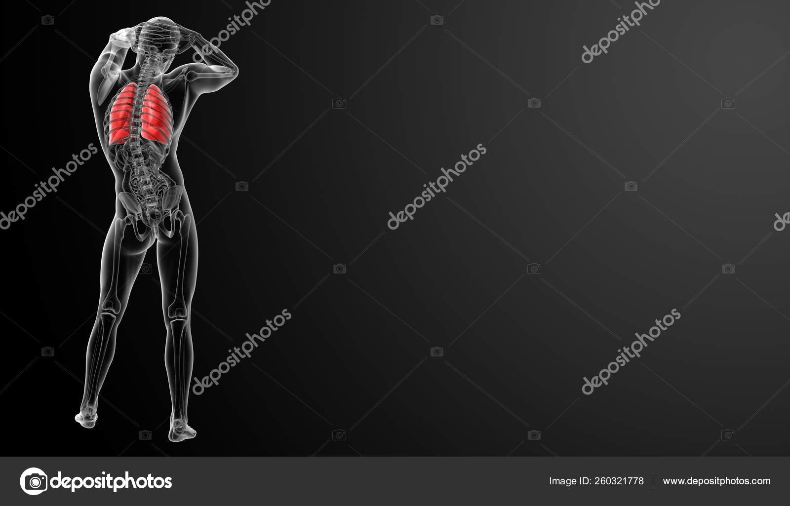 Human Respiratory System Ray Lungs Back View — Stock Photo © YAYImages ...