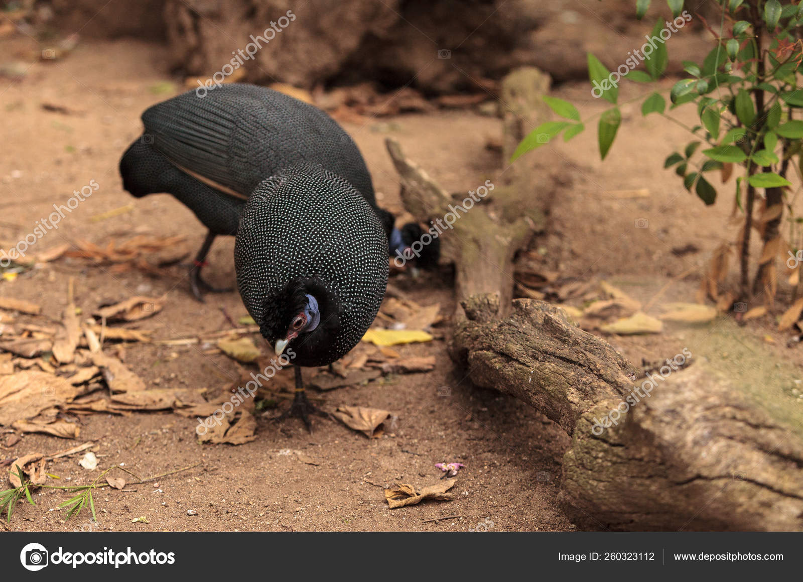 Eastern Crested Guineafowl Called Guttera Pucherani Forage Food Ground ...