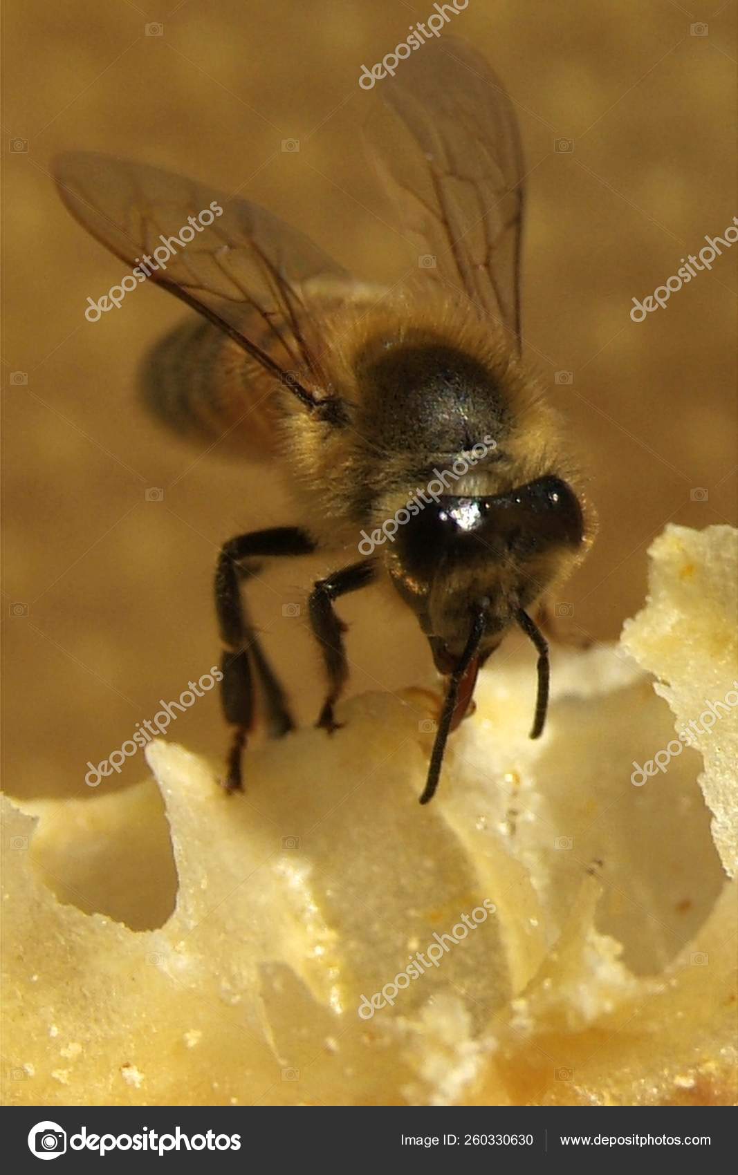 Environment Which Live Produce Honey Our Bees Friends Stock Photo by ...