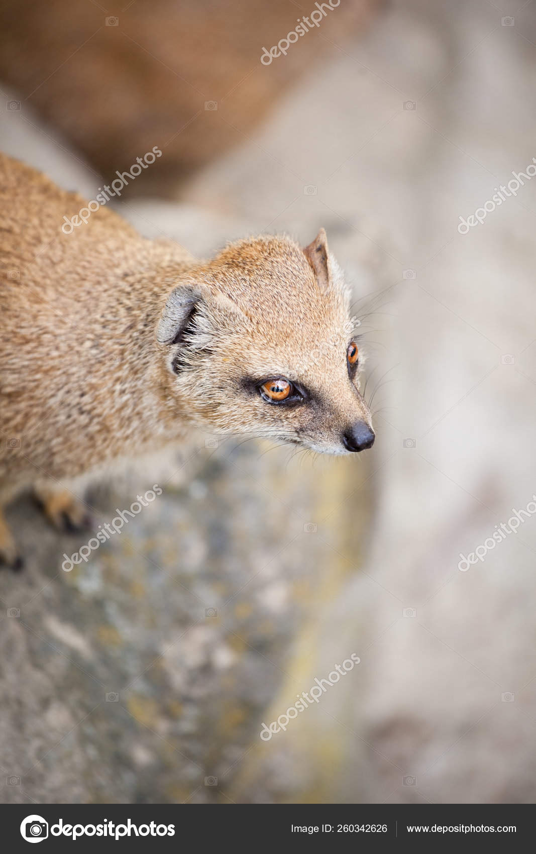 Cute Yellow Mongoose Background Close Stock Photo by ©YAYImages 260342626