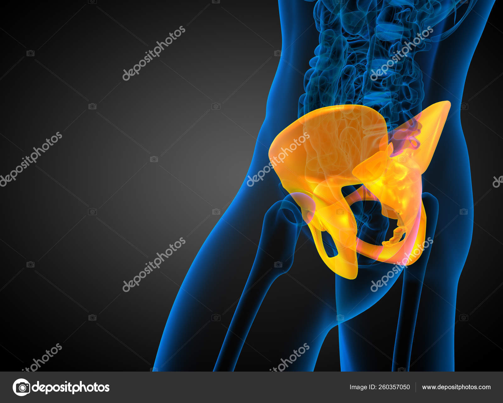 Render Medical Illustration Pelvis Bone Side View Stock Photo by ...
