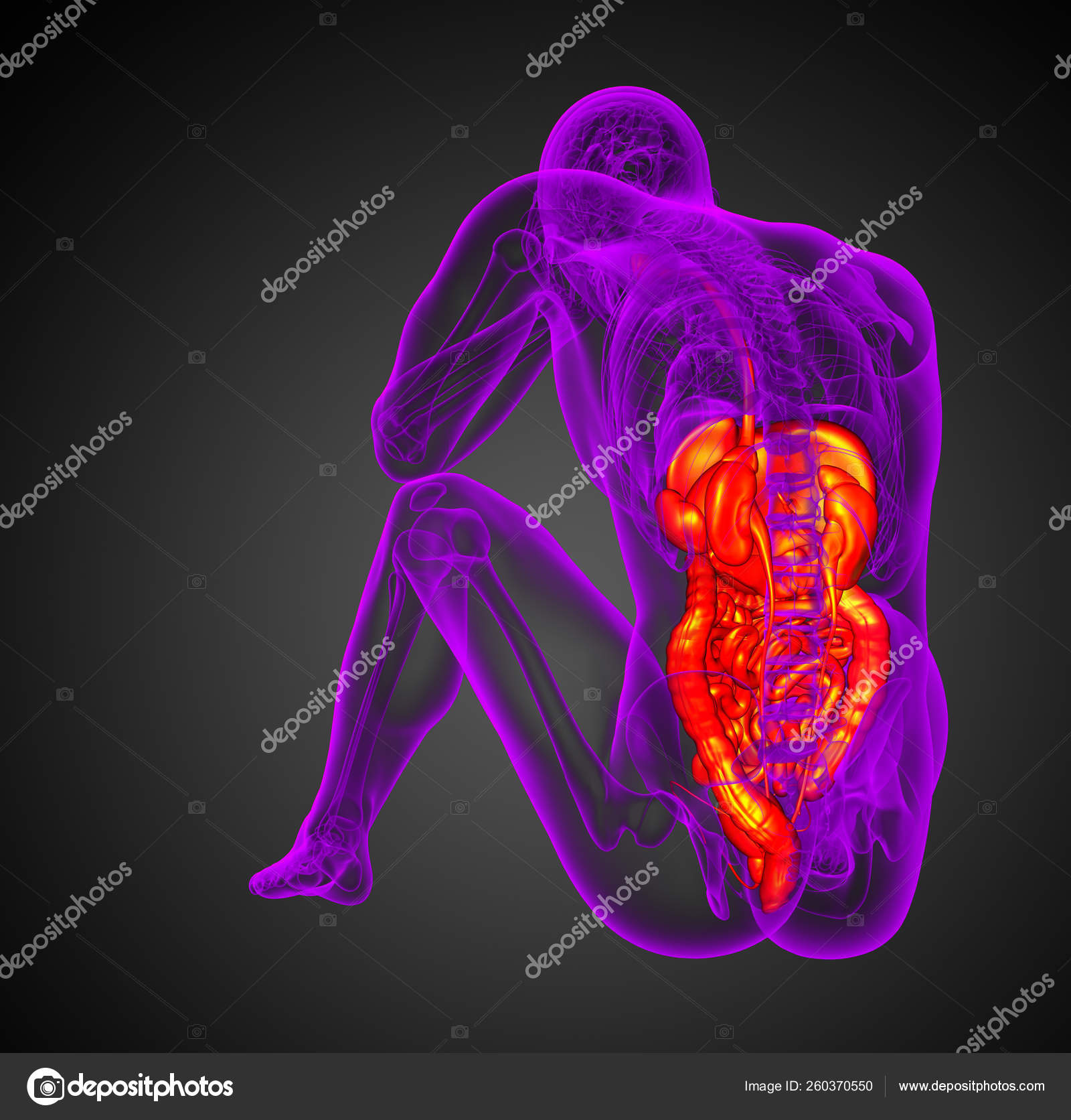 Render Medical Illustration Human Digestive System Back View Stock ...