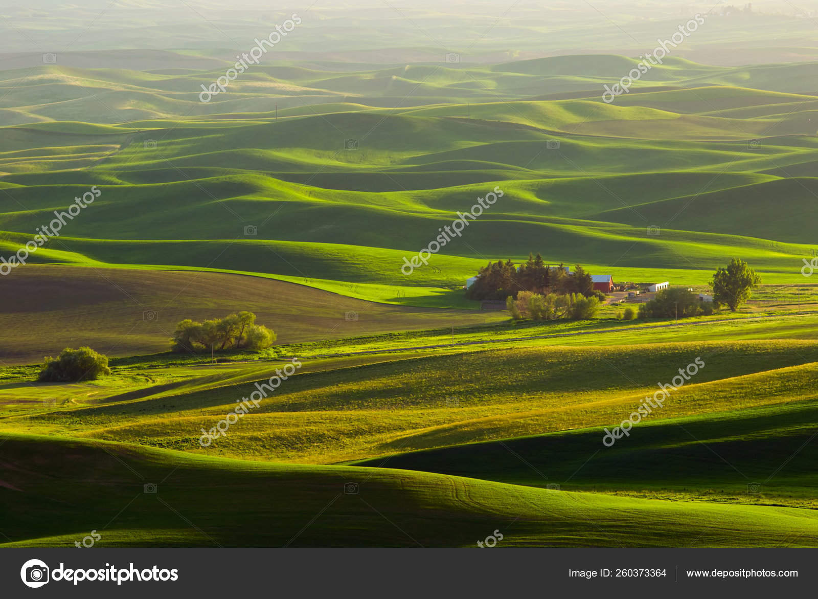 Family Farm Rolling Hills Wheat Spring Whitman County Washington Usa ...