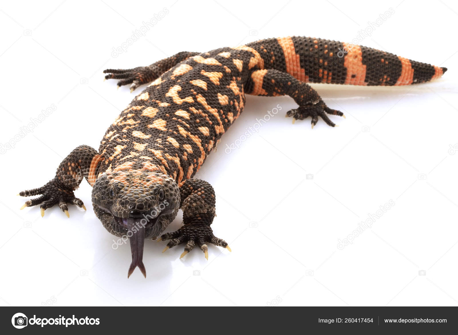 Banded Gila Monster