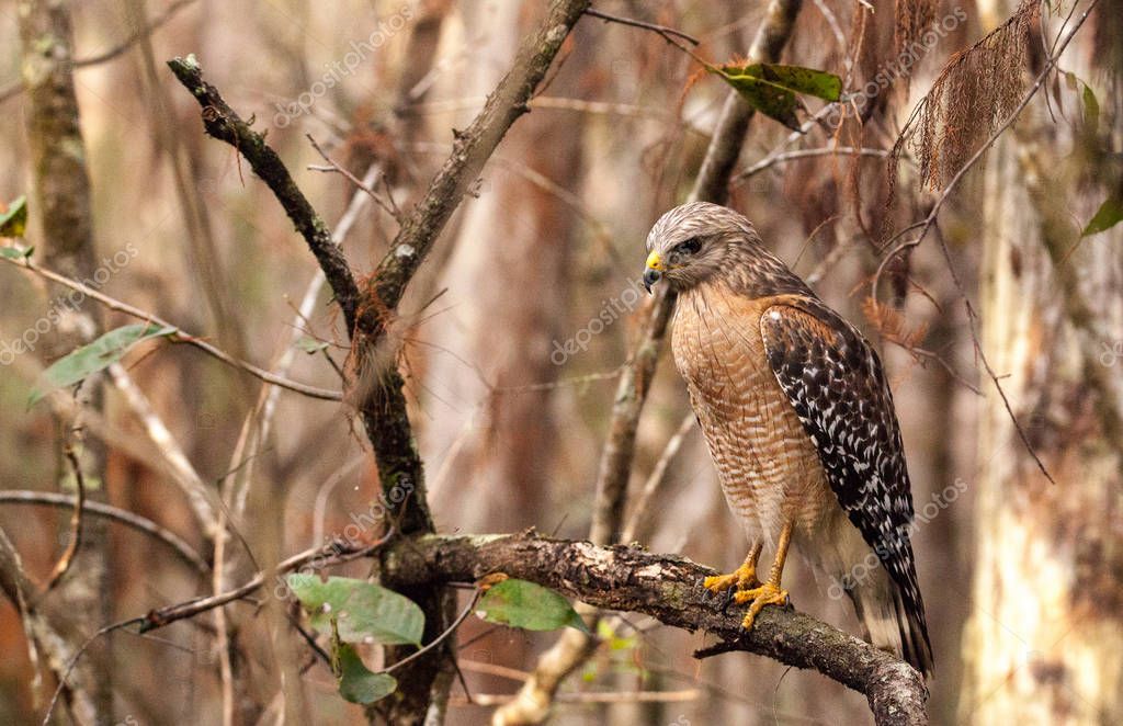 Halcón de hombros rojos Buteo lineatus caza presas en el santuario del ...