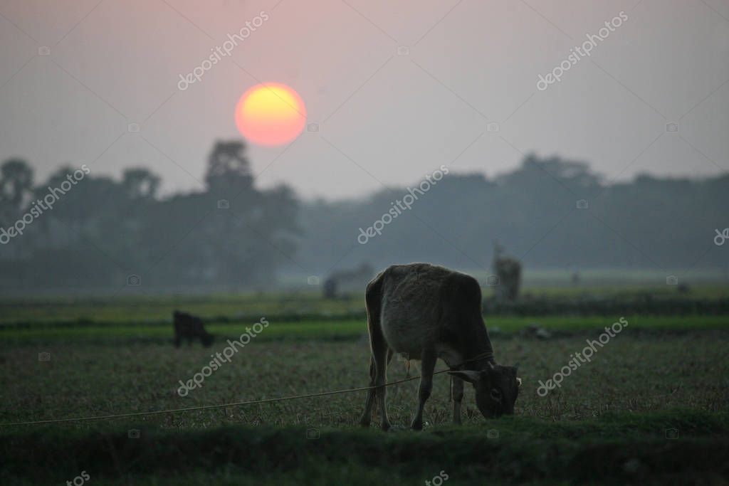 Paisaje con una vaca que pastan hierba al atardecer en Sundarbans ...