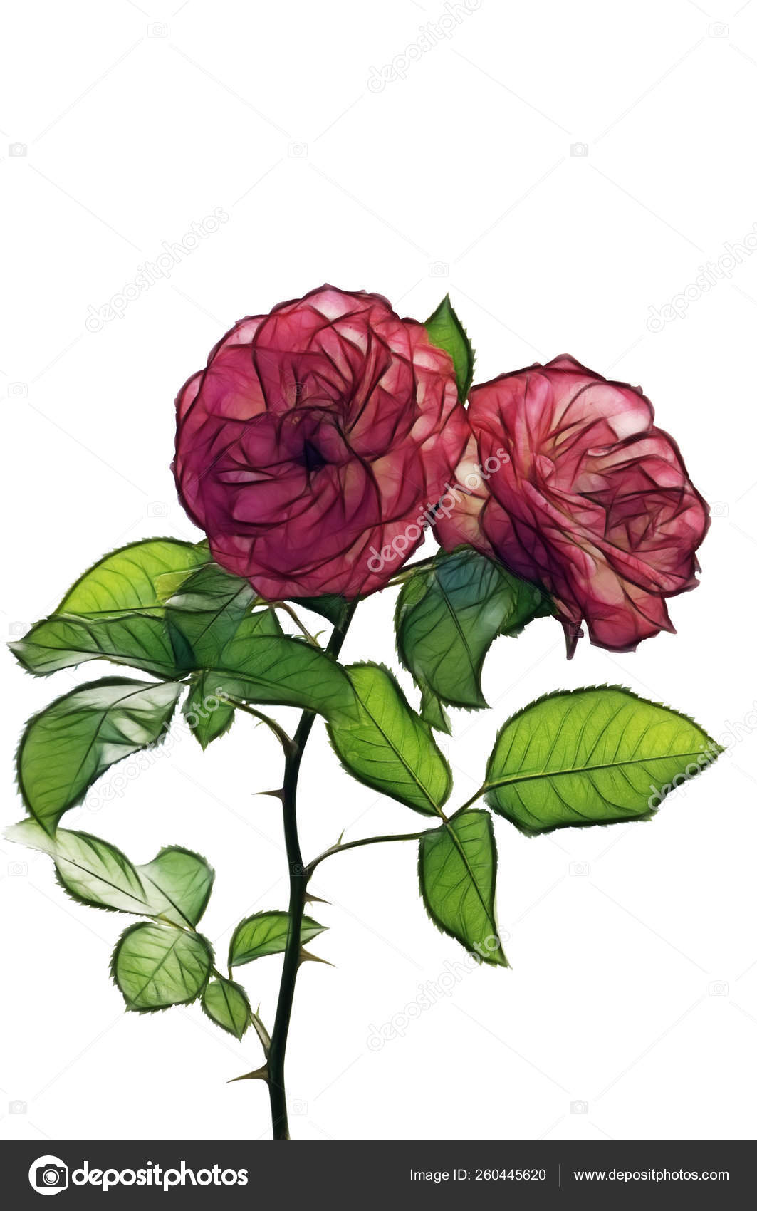 Two Red Roses Share Single Stem Isolated White Background Stock ...