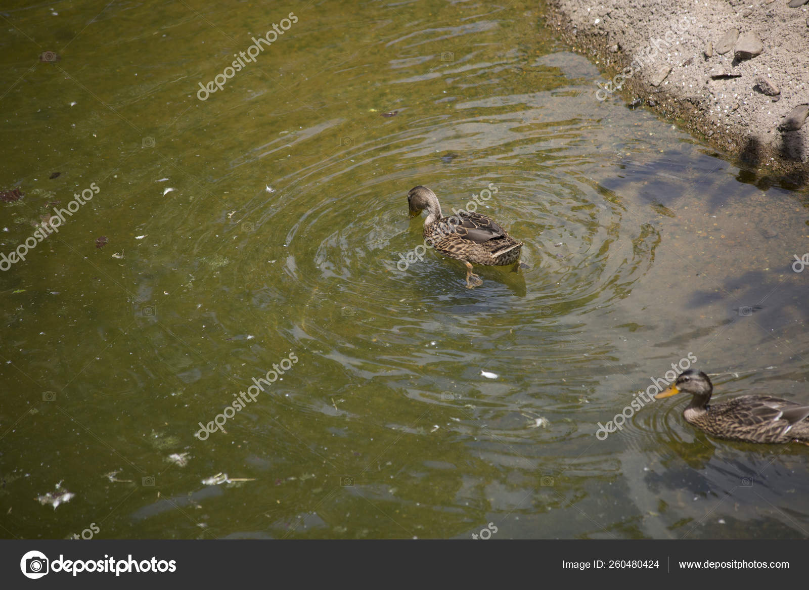 American Black Duck Hens Anas Rubripes Diving Food Stock Photo by ...