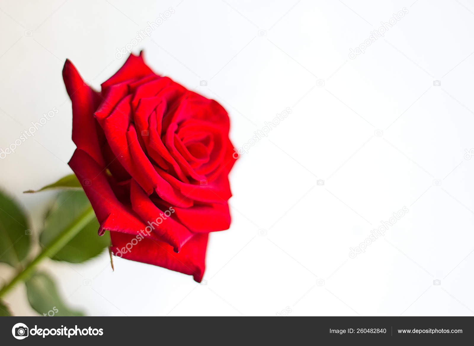 Una Rosa Roja Aislada Sobre Fondo Blanco — Foto de stock #260482840 ...