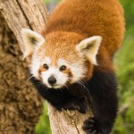 Cute red panda Stock Photo by ©EBFoto 164279160