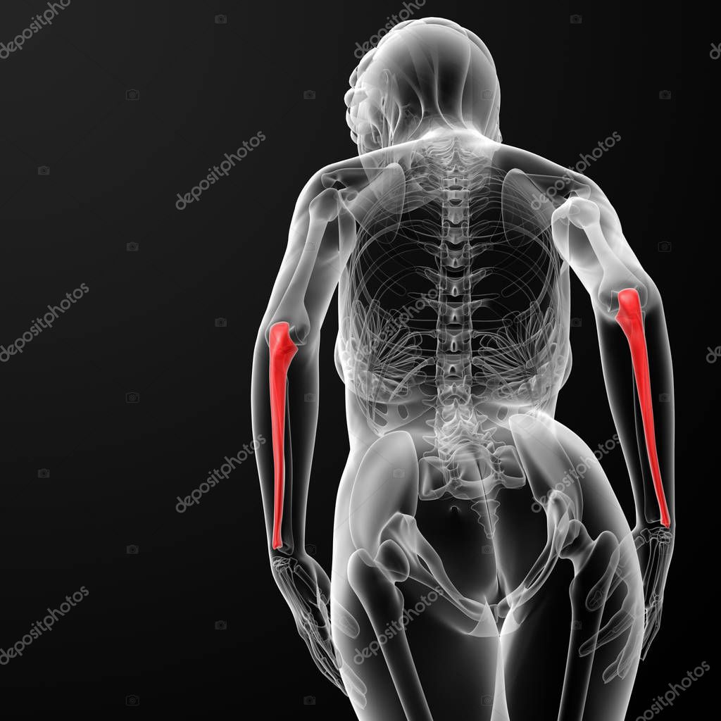 3d ilustración renderizada del hueso del cúbito femenino - vista ...