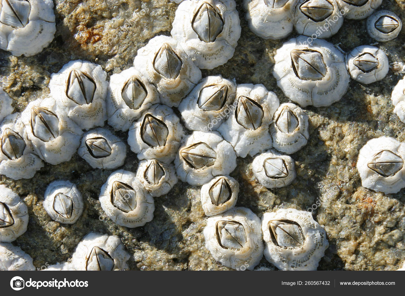 Sea Animals Surface Rock — Stock Photo © YAYImages #260567432