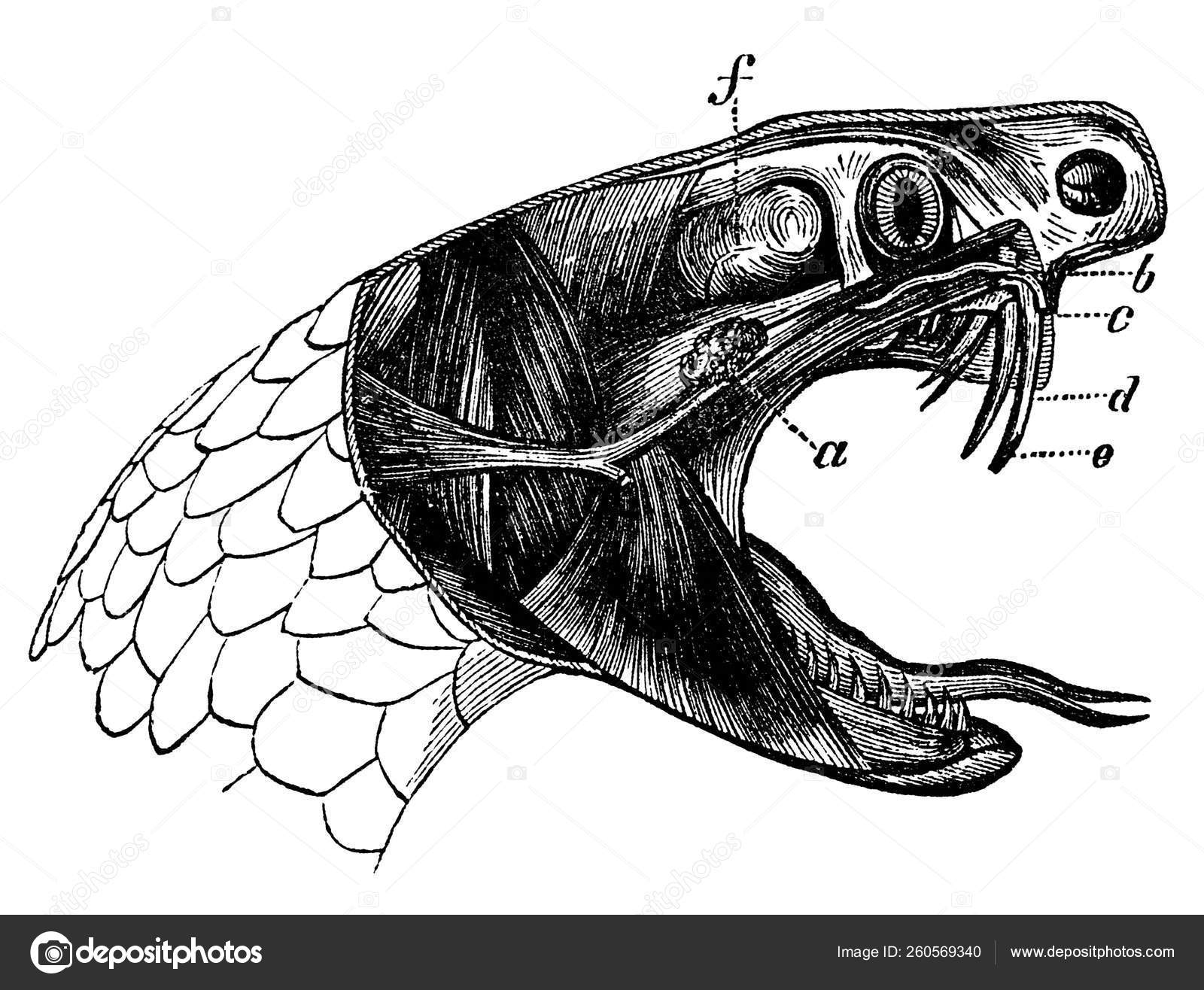 Section Viper Snake Head Showing Poison Glands Fangs Vintage ...