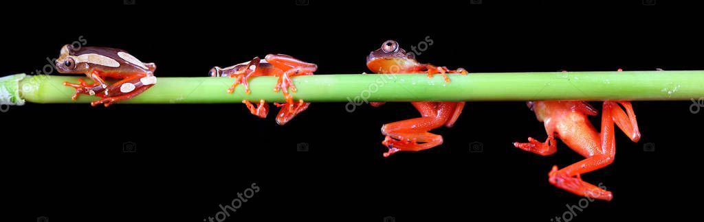 Tree frog peru Stock Photos, Royalty Free Tree frog peru Images ...
