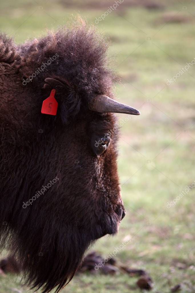 El bisonte americano (Bison bison athabascae) es un mamífero bovino que ...