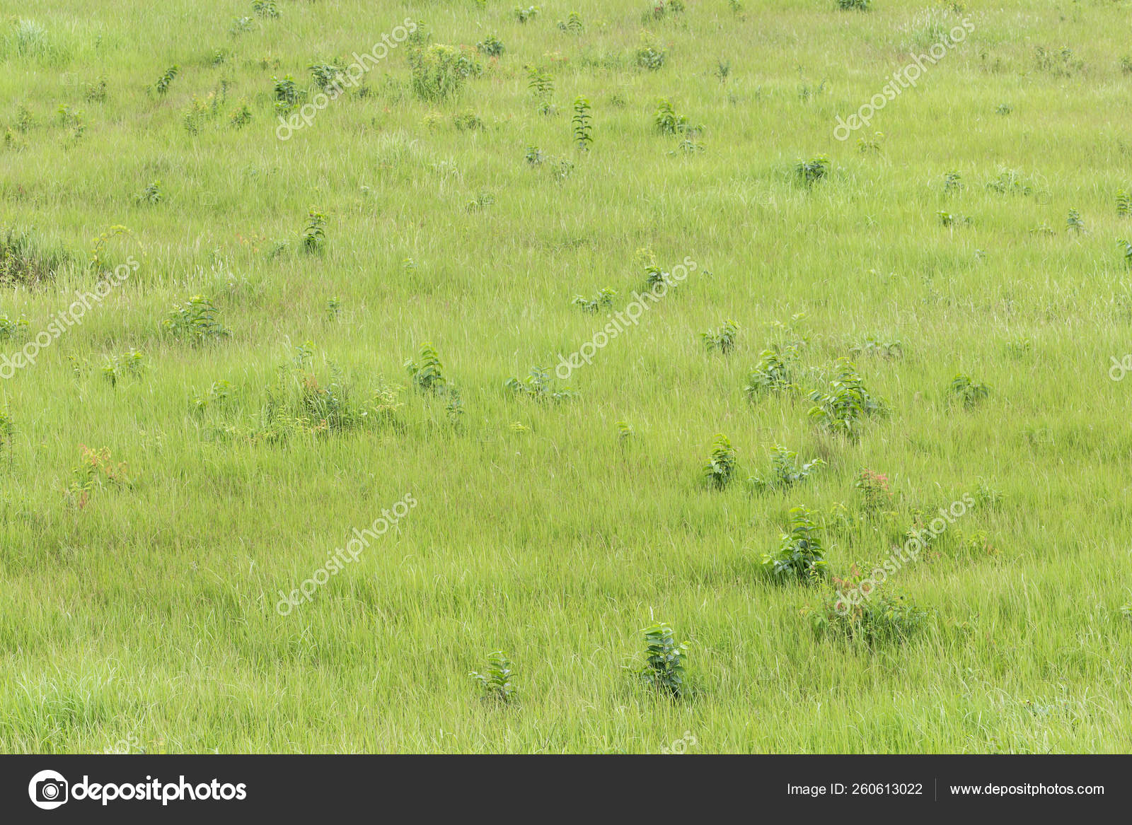 Green Field Grass Small Tree Sunny Day Stock Photo by ©YAYImages 260613022