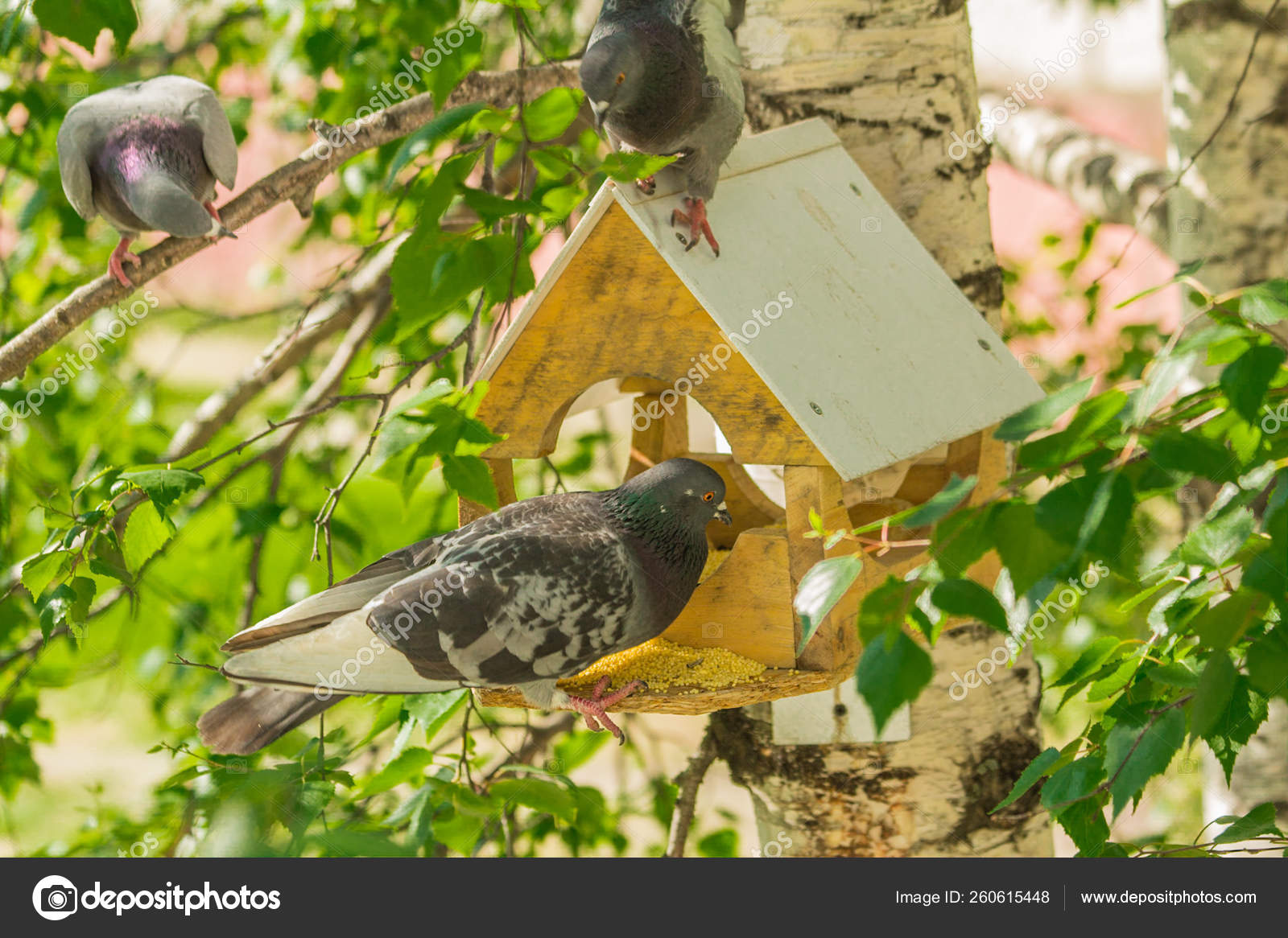 Birds Feeding Trough Attached Birch Forest Park Stock Photo by ...