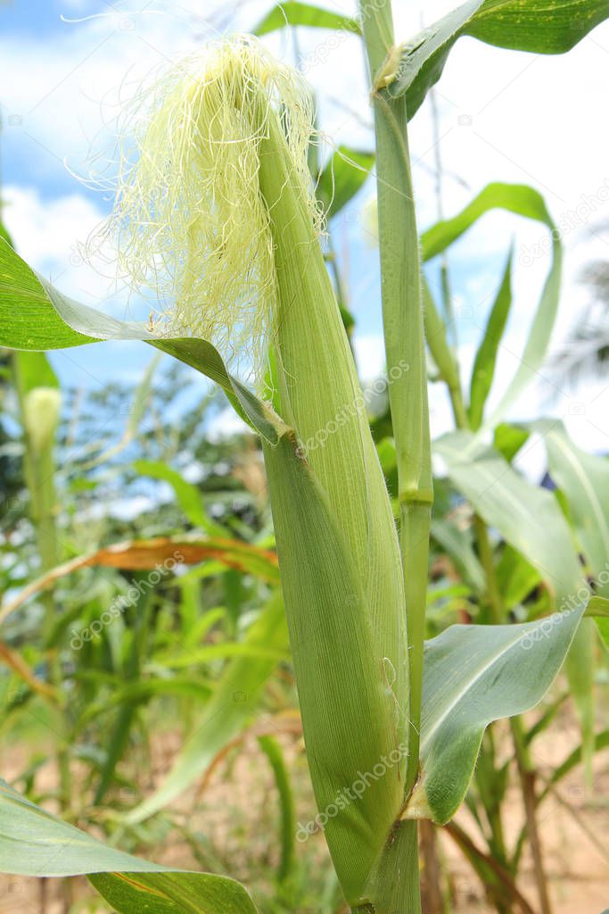 Primer plano de las plantas de ma z fresco con campo de ma z 2024