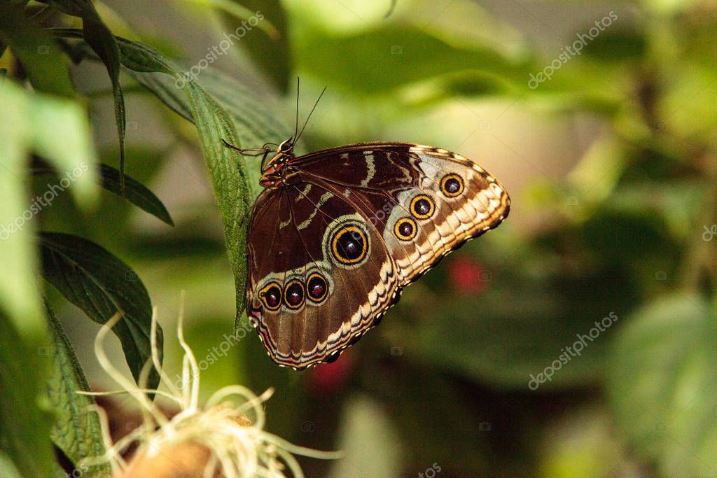 Mariposa morfo azul común, Morpho peleides, en un jardín botánico en primavera 2024