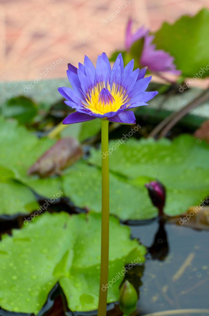 El acercamiento - hasta la flor de Loto. raíces y tallos se utilizan en ...