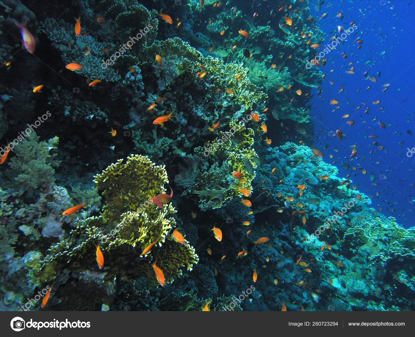Shoal Fish Coral Reef — Stock Photo © YAYImages #260723294