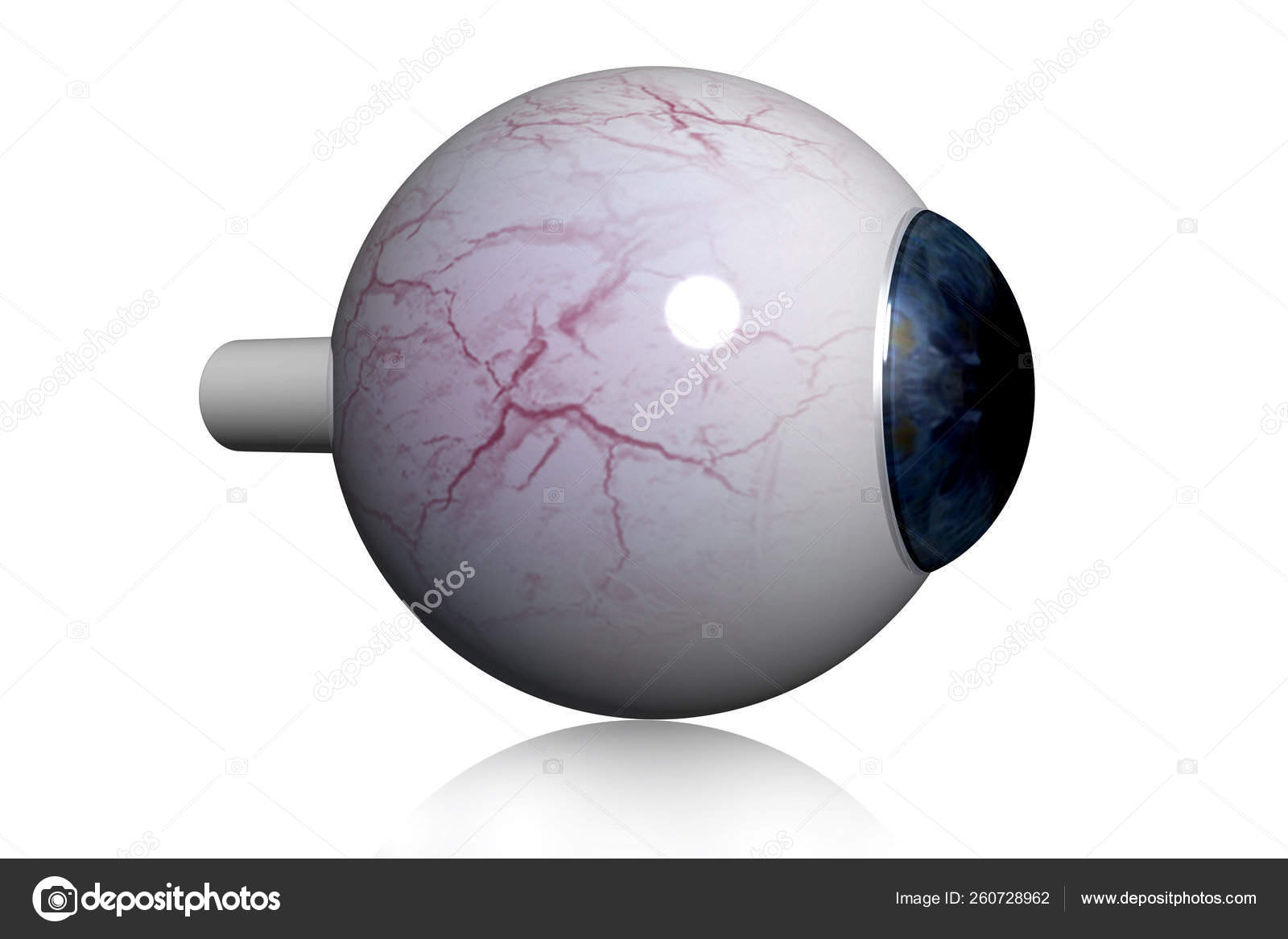 Rendering Human Eye White Background Stock Photo by ©YAYImages 260728962